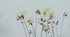 What is a Lay Counselor? - Elizabeth Morrison Consulting